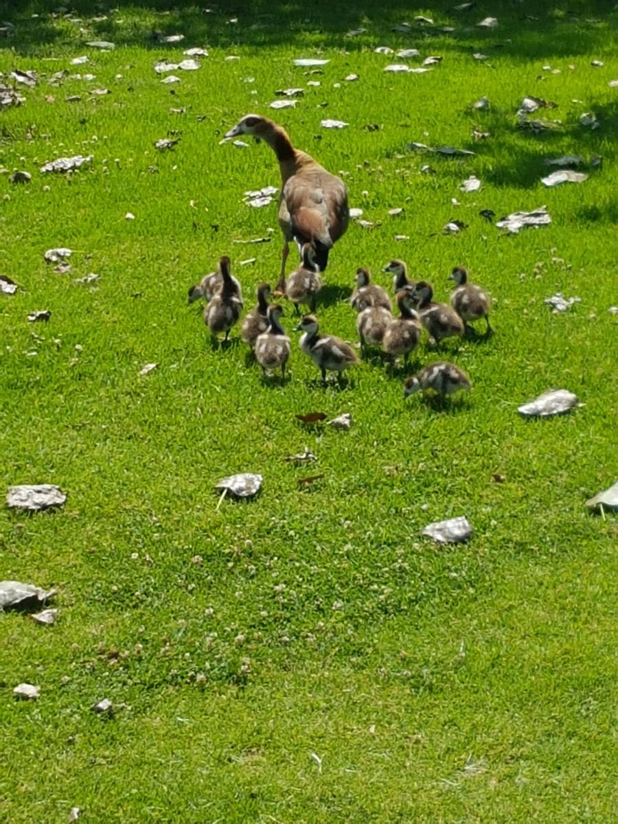 Birds of Interest :: Wanderers Golf Club :: MyClubAccount
